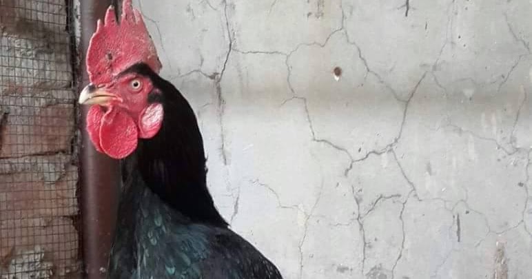 pakistani Aseel/Asil Breed Chicken