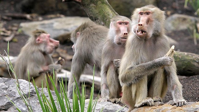 Trabajar en el zoo: Cuidados de papiones