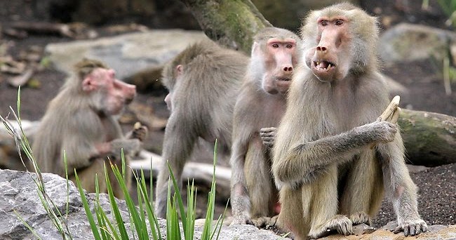 Trabajar en el zoo: Cuidados de papiones