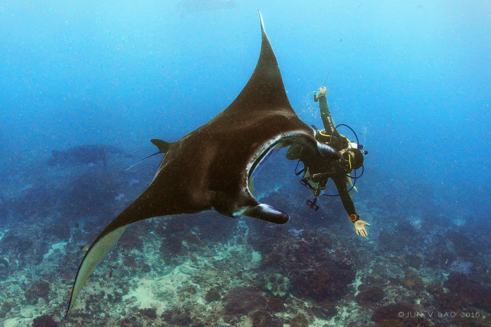 Get ridiculously close with Giant Mantas in Bali - PaparazSea