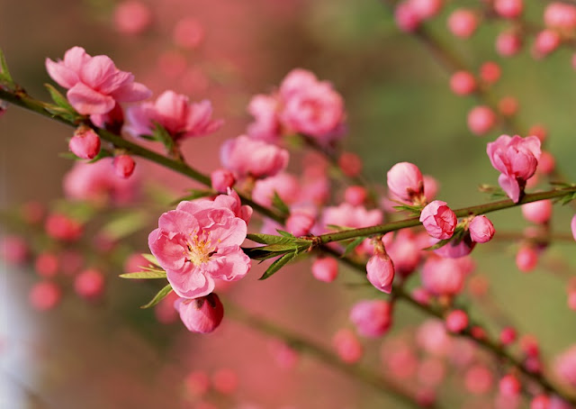 Peach blossoms bloom early in Hanoi flower village