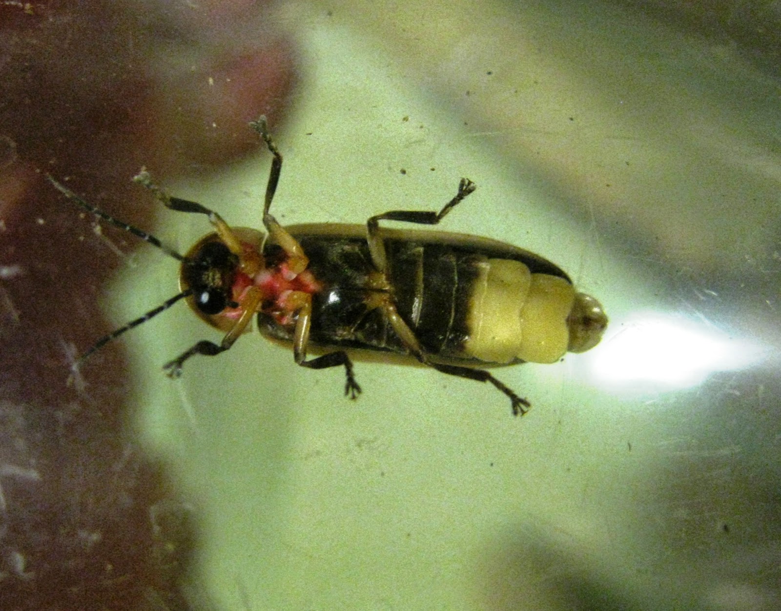 Capital Naturalist by Alonso Abugattas: Firefly Folklore