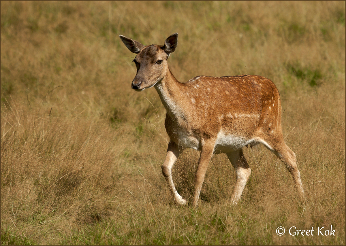 Foto`s van Greet: Herten