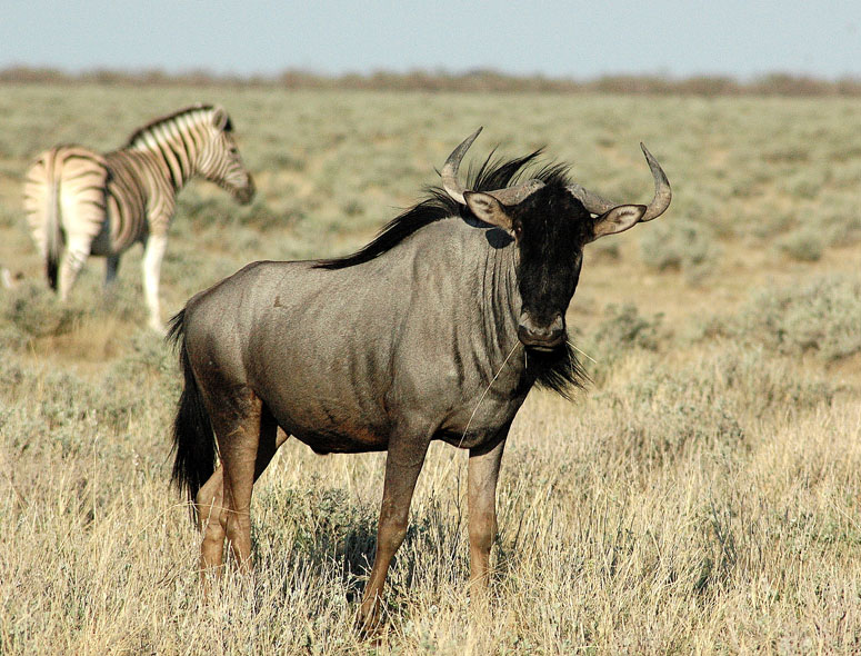 The Wildebeest | Interesting Animal All Amazing Facts | The Wildlife