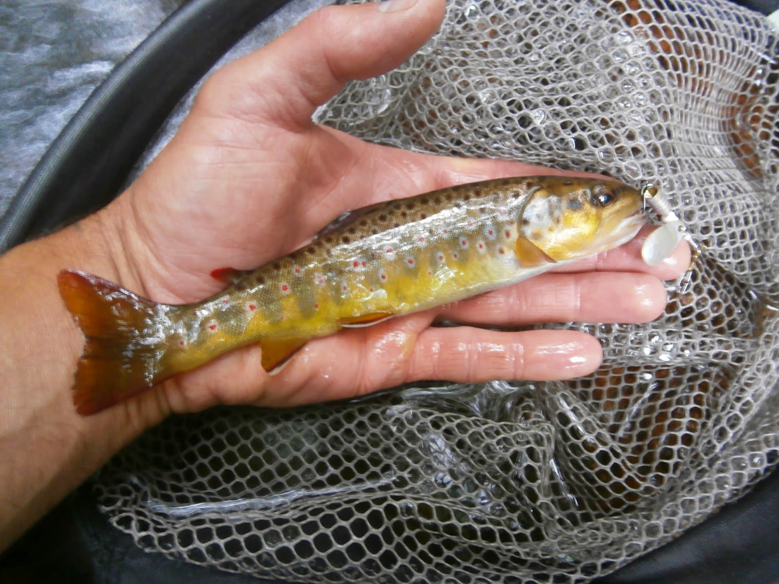 Truite Dundee - made in Gaule: Cuillère Ghost Trout