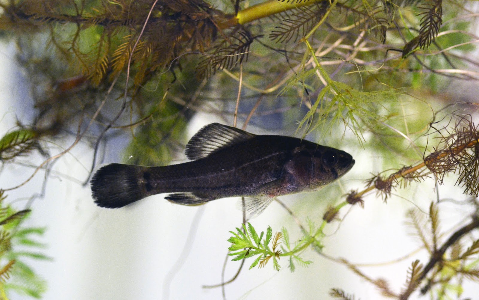 Virginia Fishes: Swamp Life - Merchant's Millpond - by Aquarist ...