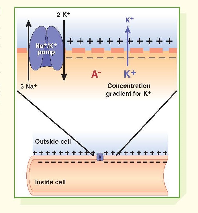Membrane Potentials - pediagenosis
