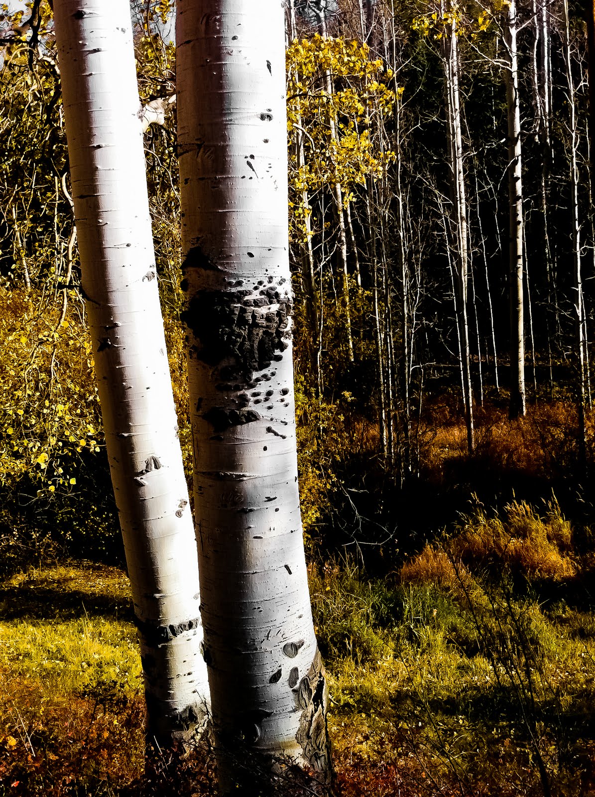 The Whole Earth Sings