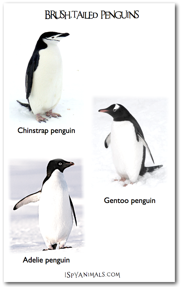 I Spy Animals: 201104