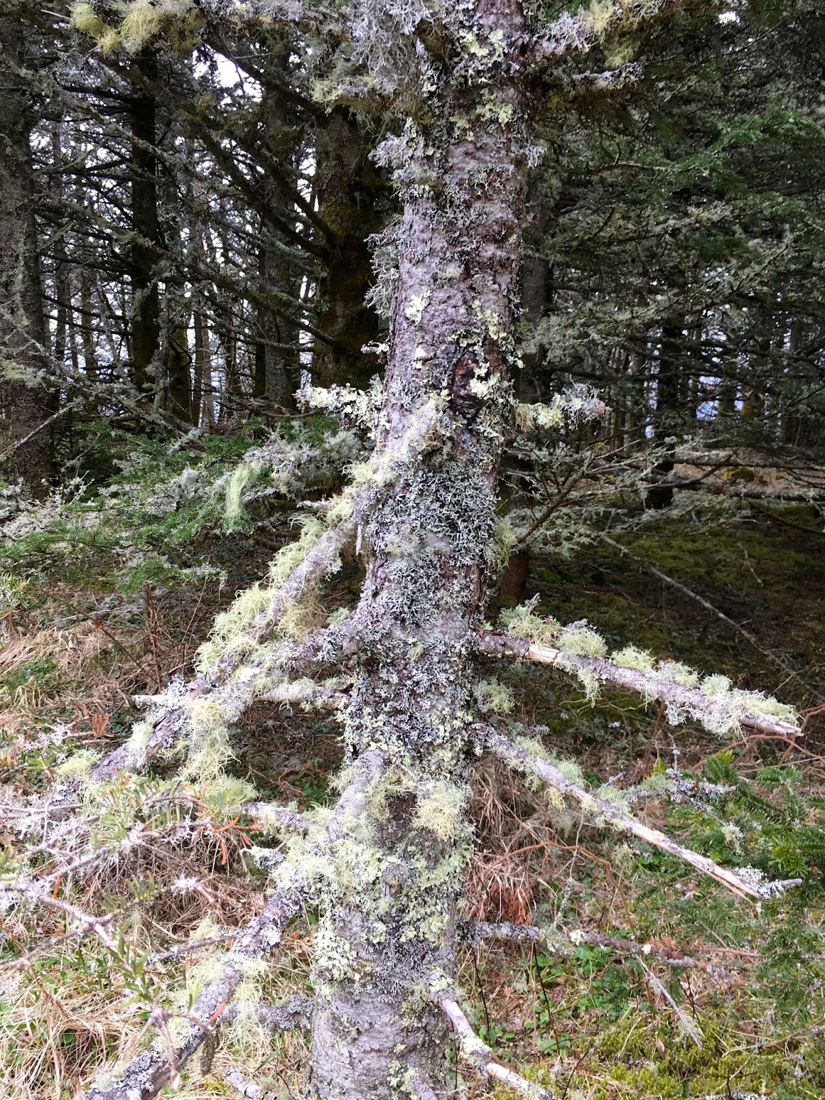 .: Craggy Trees & a Great Tip!