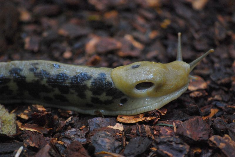 Cedar in Alaska: Mission accepted: Save the banana slug!