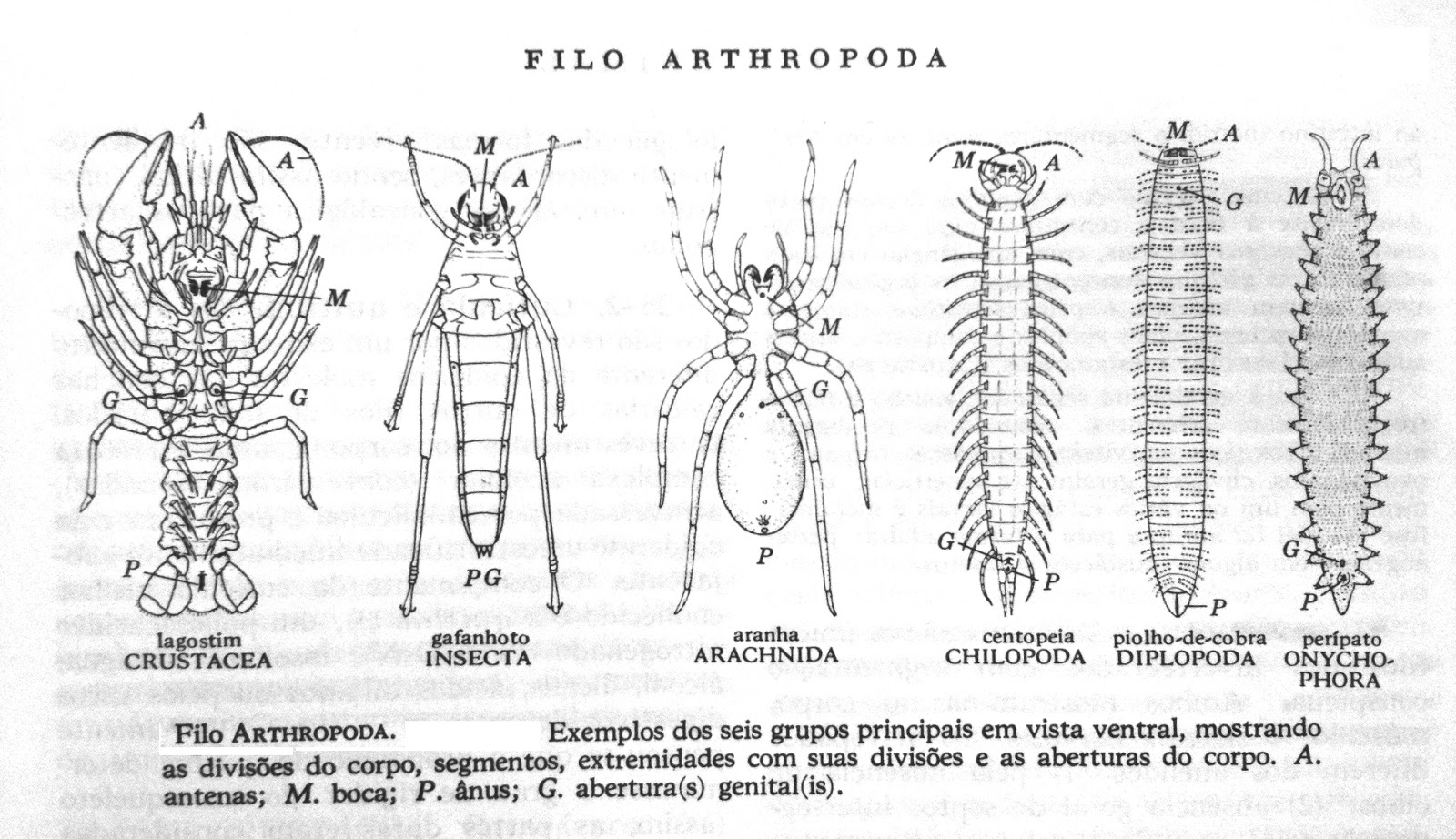 BIOLOGIA PARA A VIDA : ARTRÓPODES