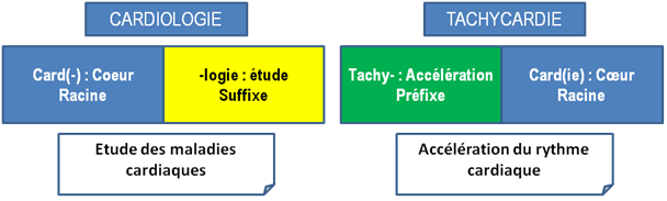 Terminologie Médicale : Définitions ~ Filière soins