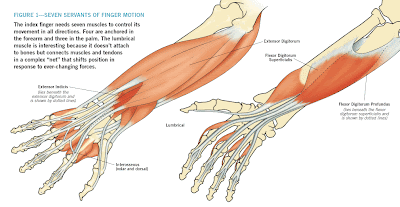 Finger/الإصبع/手指(Shǒuzhǐ) | Step by step into english in English
