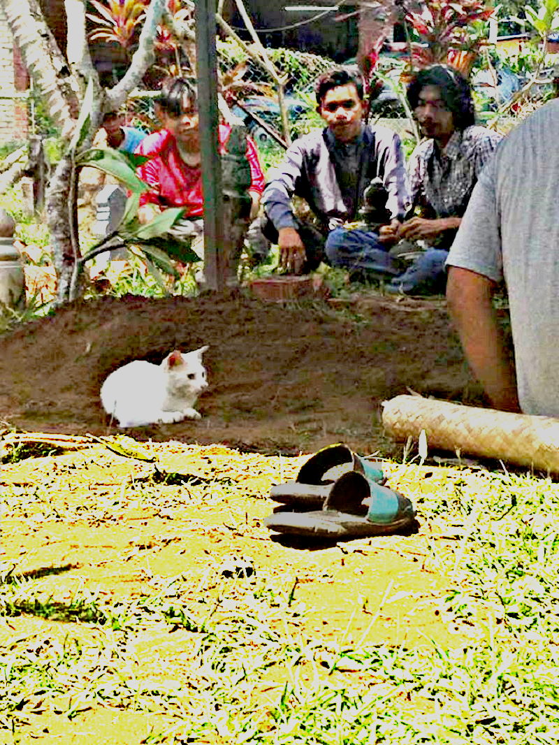 Interesting Green: Cat in mourning refuses to leave master's grave