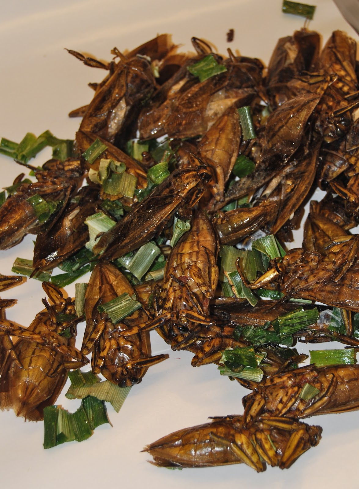 Zarzycki Adventures: Fresh Food & Fried Bugs