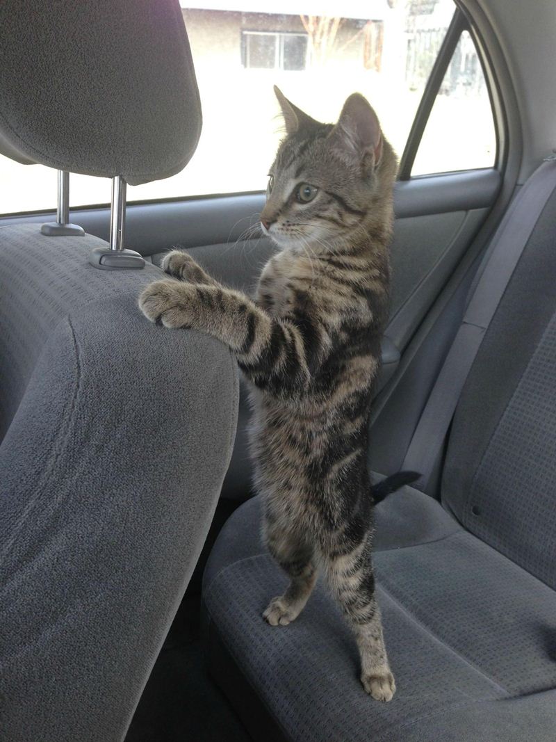 Funny cats - part 50 (30 pics + 10 gifs) | Amazing Creatures