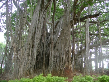 Incredible India: India National Tree