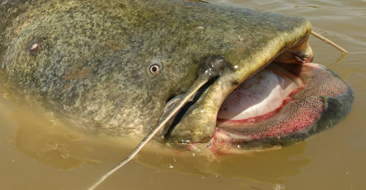 Cebos y Señuelos para el Siluro