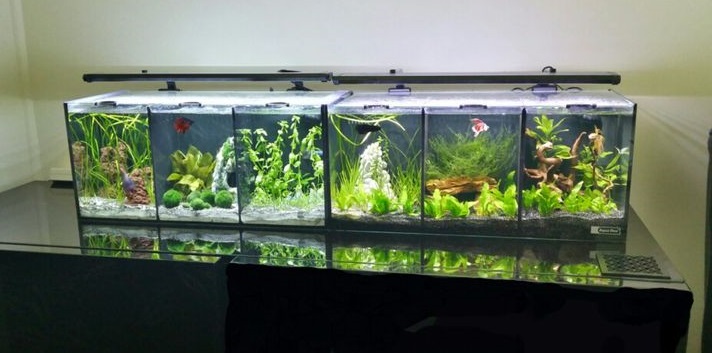 Inspirasi Aquascape Mini di Rumah - Cara Budidaya Ikan