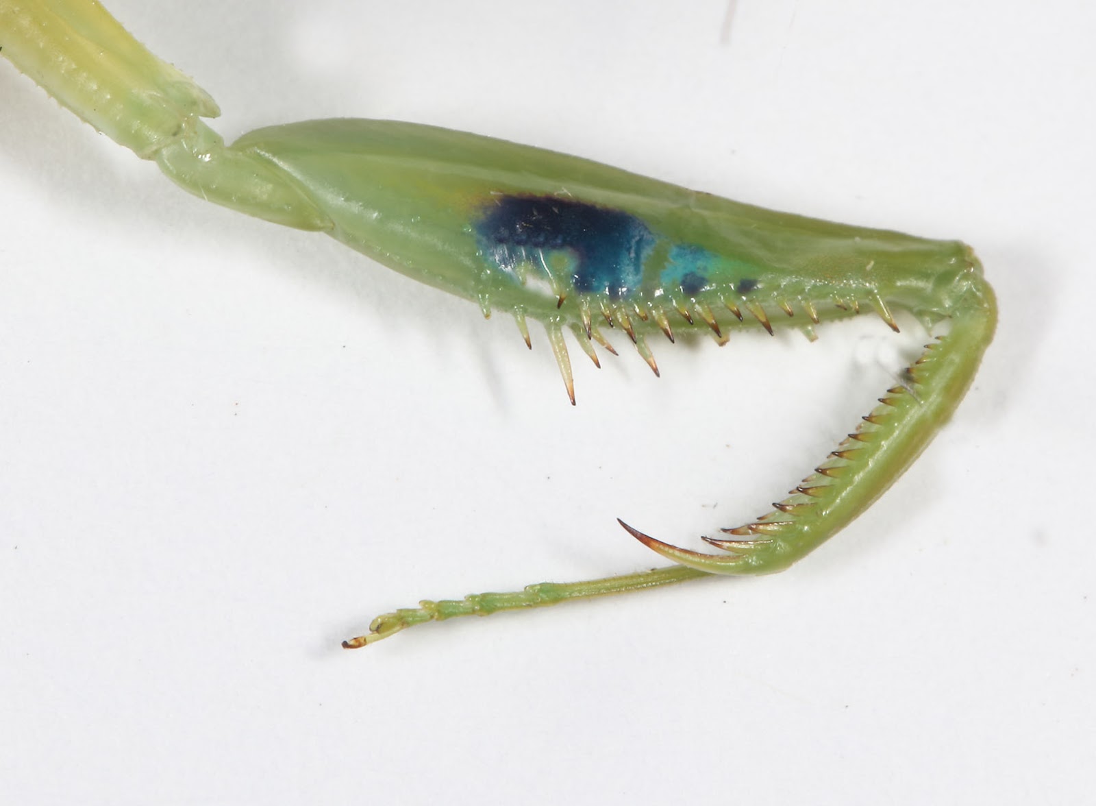 BunyipCo: A Look At Some Local Mantids