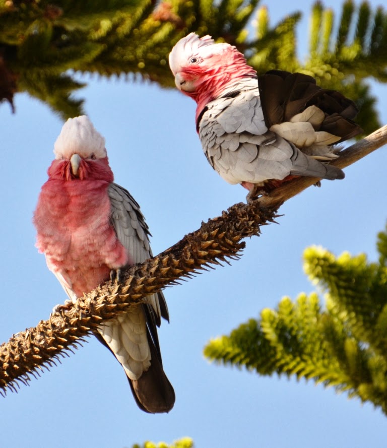 Bird of the Day: Galah