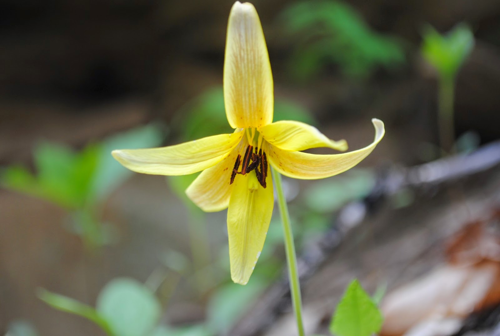 West Virginia Native Wildflowers-The Big Year, 2013: Wild, Wonderful ...