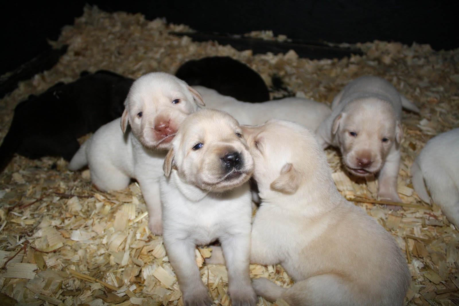 Top of the Hill Labs: Puppies - Two Weeks Old