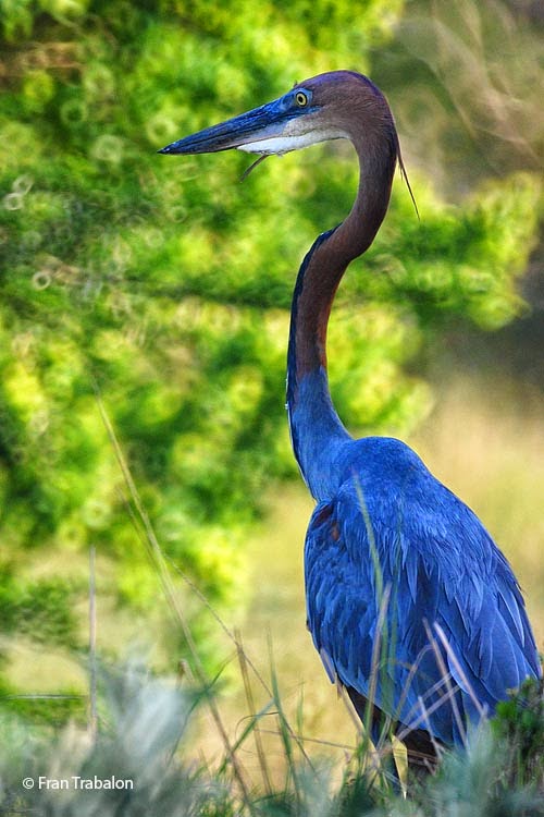 ZAGROS NATURE IMAGES: Goliath Heron