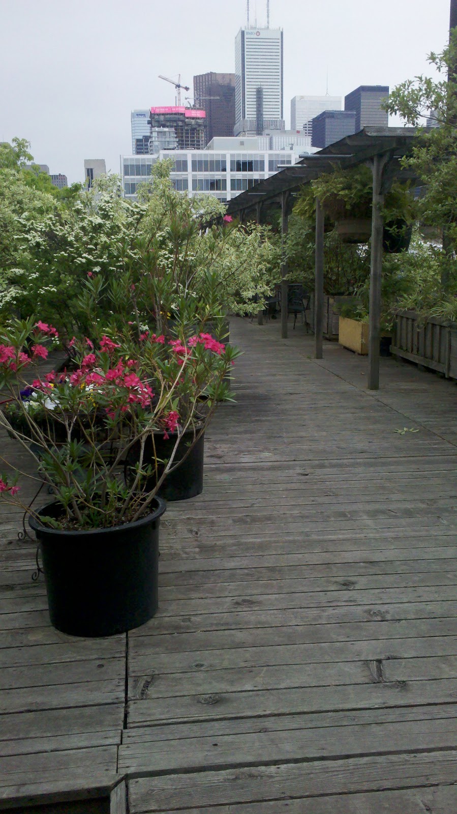 Funfundfunfzig: How to Enjoy Yourself in Toronto