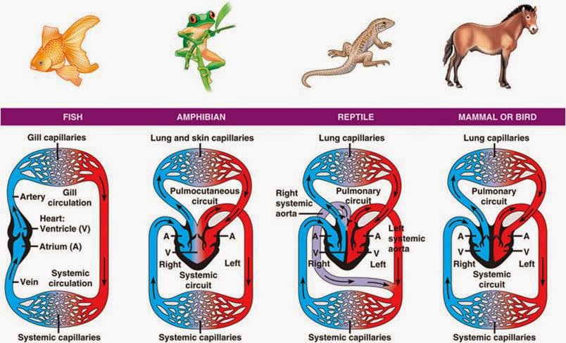 SISTEM SIRKULASI VERTEBRATA ~ IKIP BIOLOGI