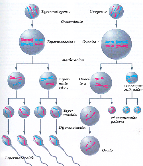 Medicina: Embriologia: Ovogenesis