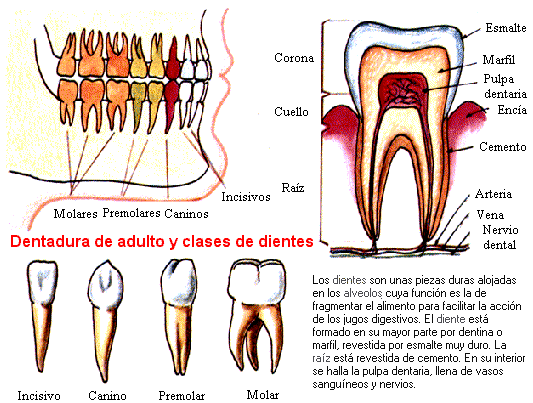 MORFOLOGÍA DE LOS DIENTES