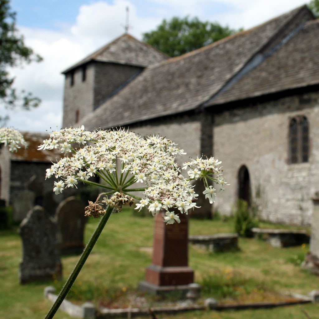 Species of UK: Week 22: Hogweed (‘Heracleum Sphondylium’)
