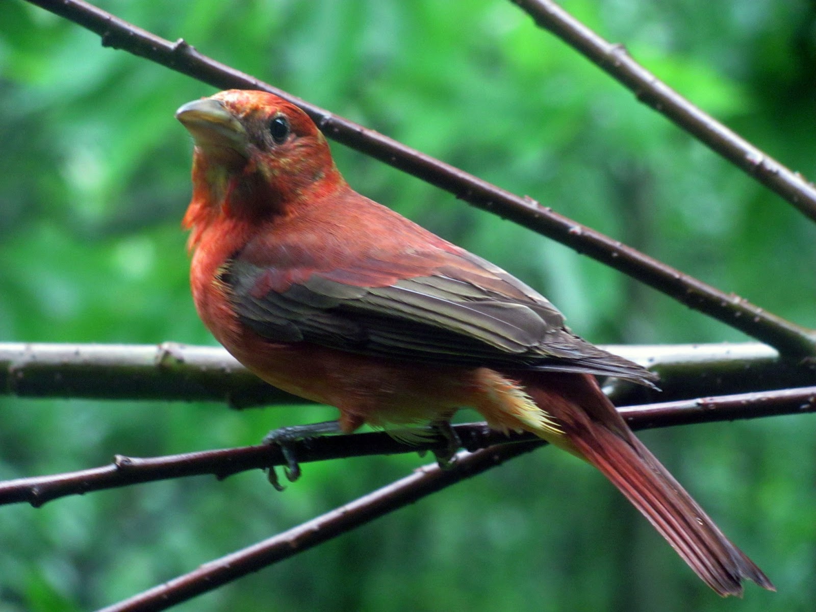 curving back: bright red bee eater