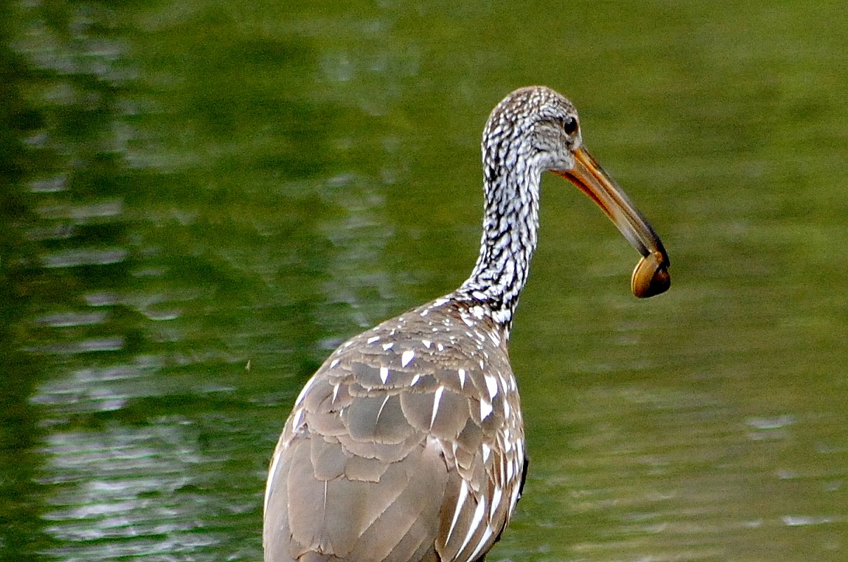 Field Notes and Photos: Limpkin, a Tropical Wading Bird in the U.S..