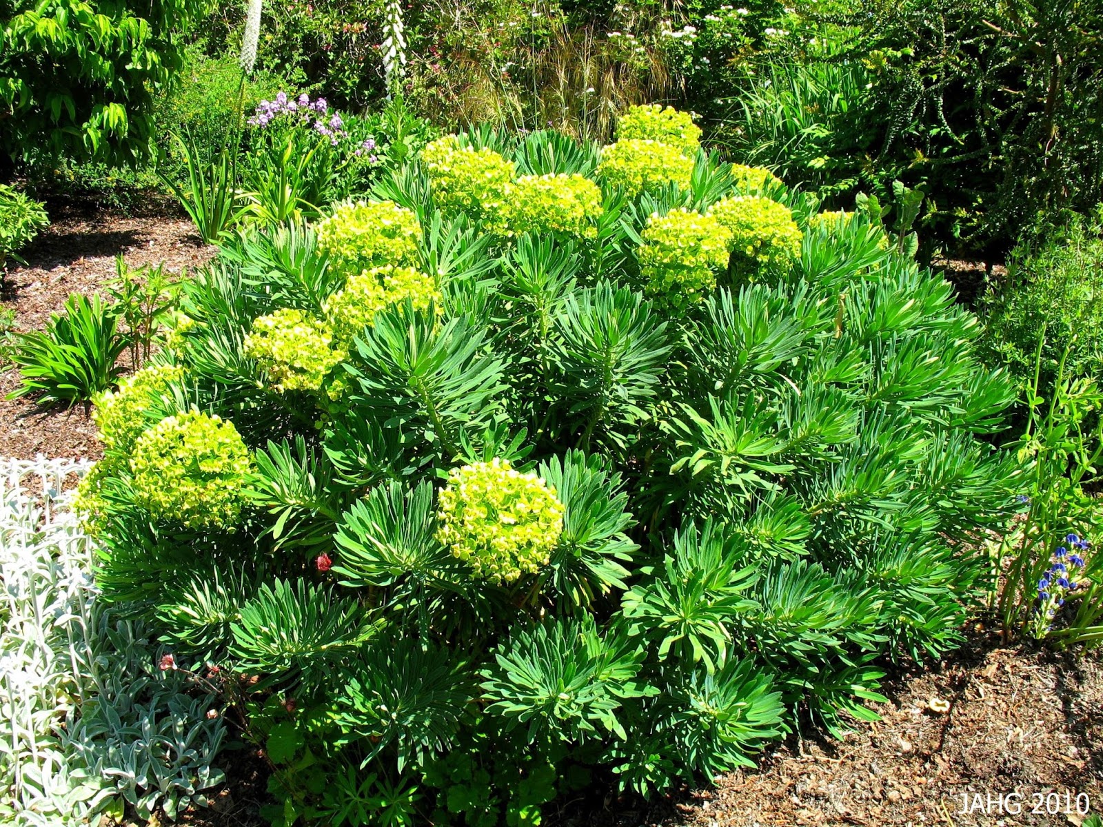 Euphorbia