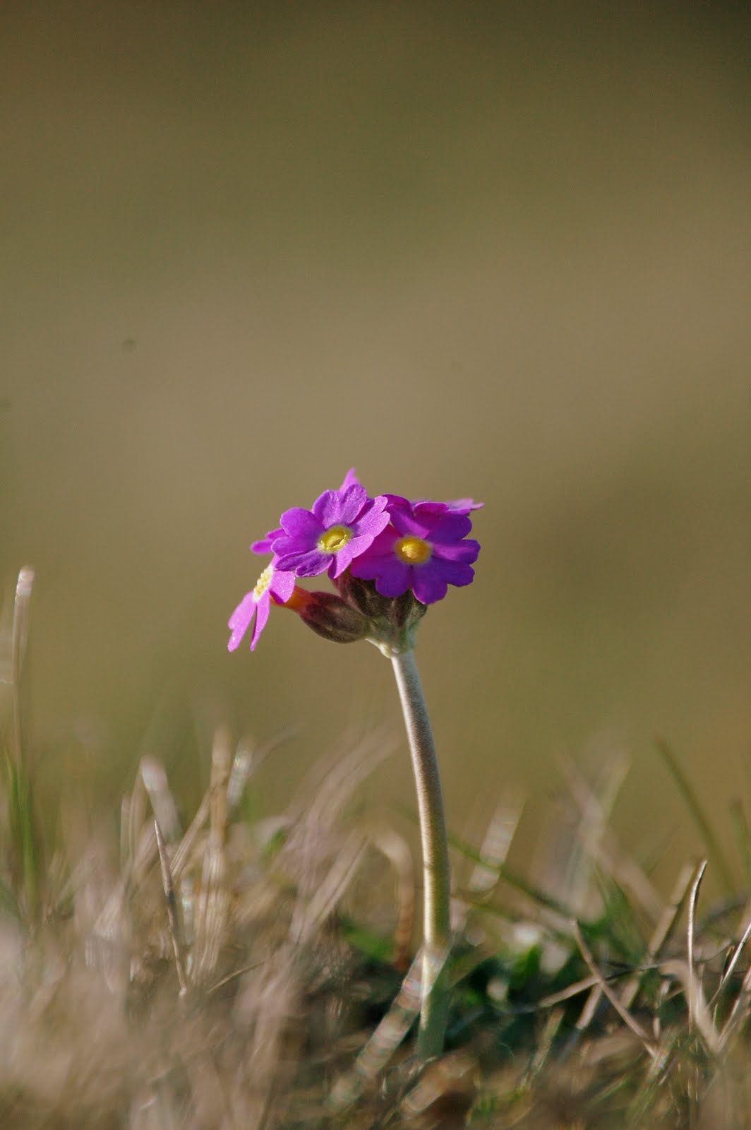 The wind and the wellies: Introducing Primula scotica - a rare Orkney ...