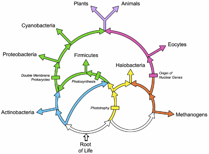 The Genealogical World of Phylogenetic Networks: Is the Ring of Life a ...