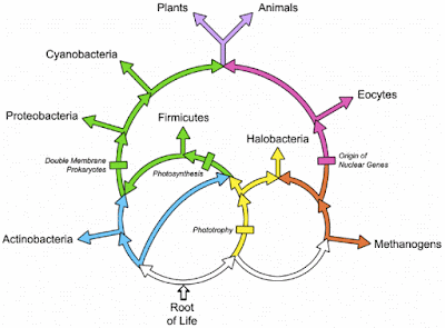 The Genealogical World of Phylogenetic Networks: Is the Ring of Life a ...