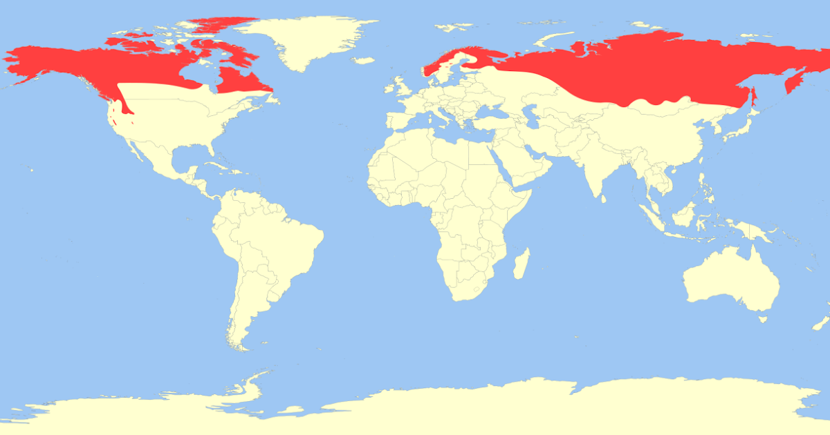 Geographic distribution of the wolverine