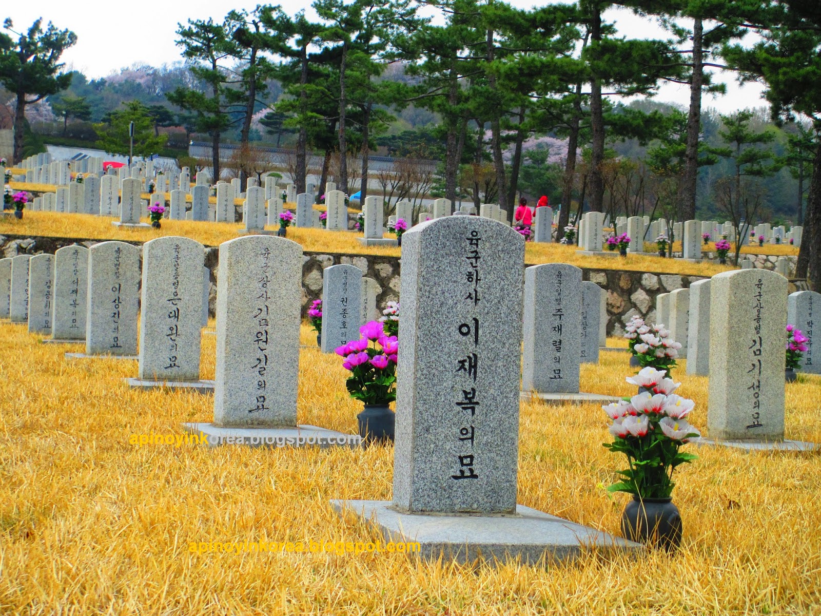 A Pinoy in Korea: Seoul National Cemetery: A Less Crowded Cherry ...
