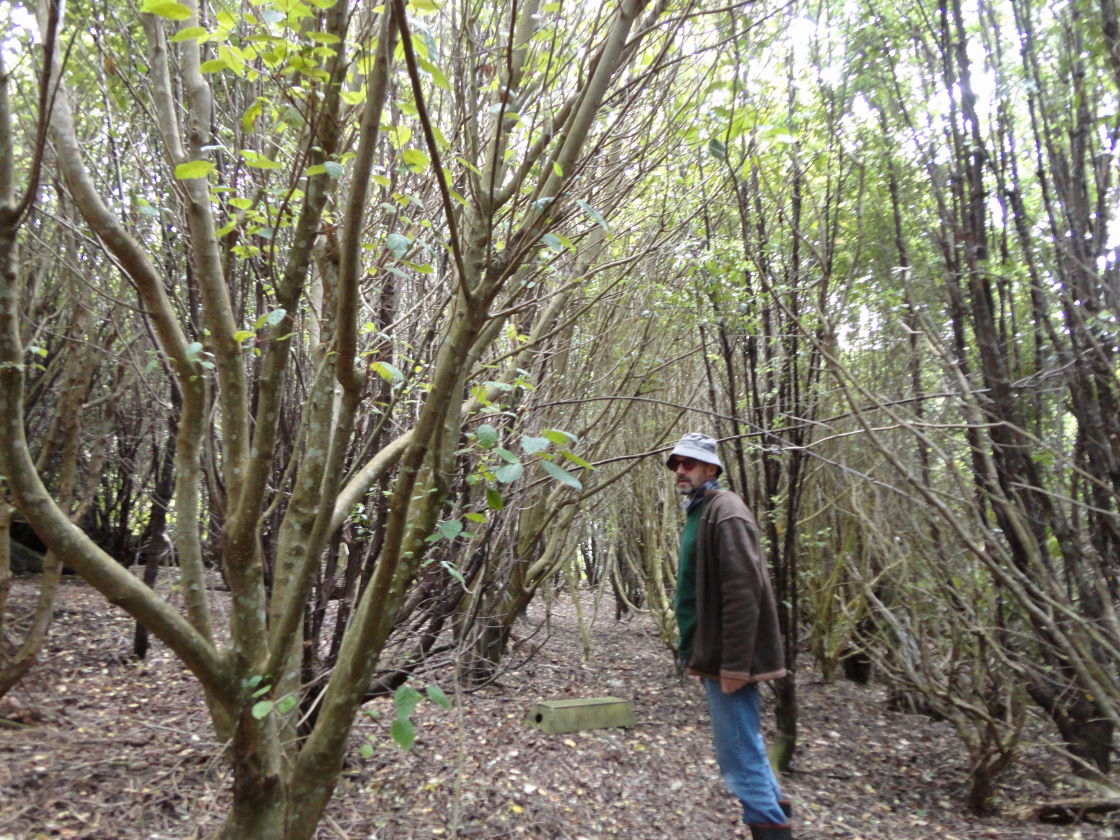 Guacamole In The Trees: Flora of New Zealand!