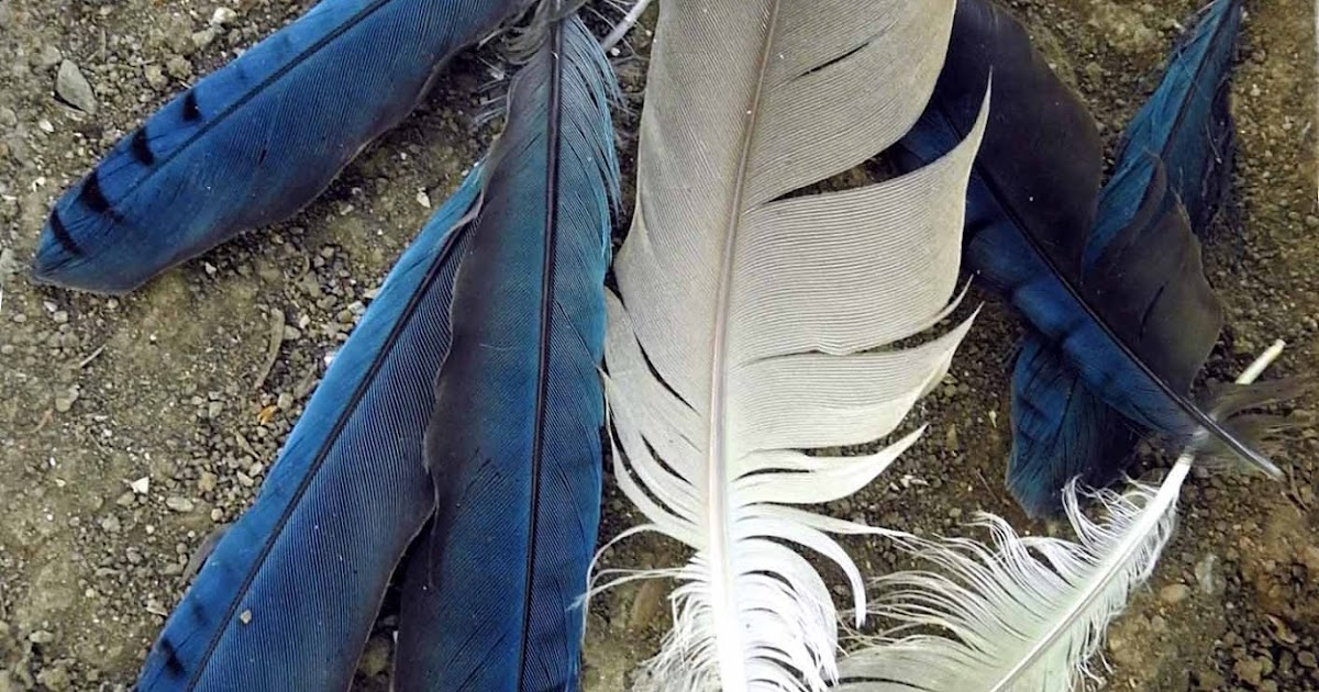 North Yuba Naturalist: Feathers!