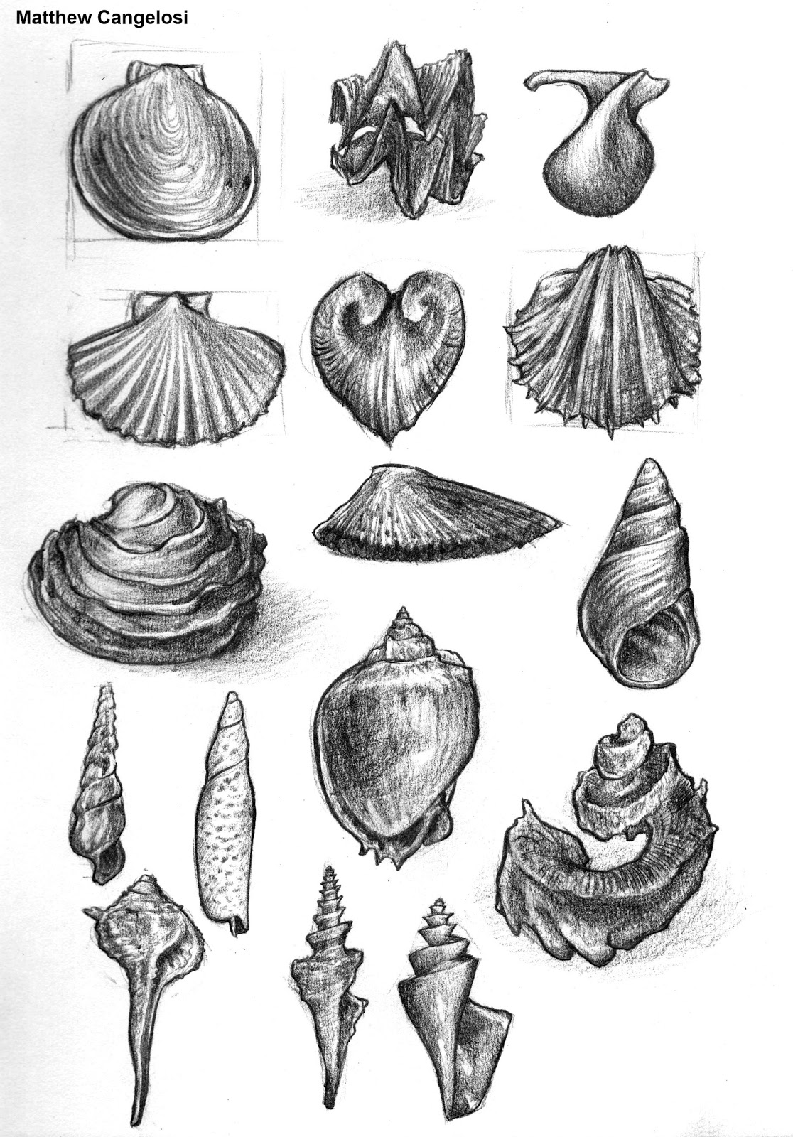 The Art of Matt Cangelosi: Sketchbook - Shells