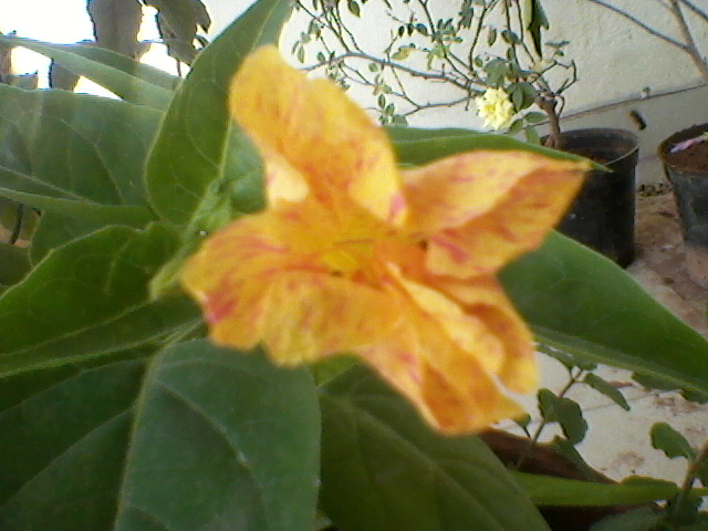 Gulbakshi flower - Twin flower - four o clock flower- Mirabis jalapa ...