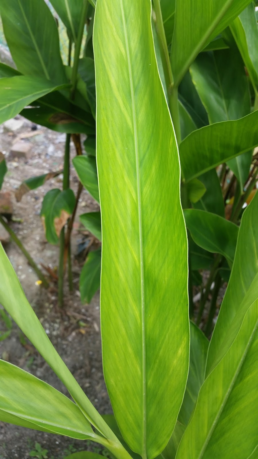 Warisan Petani: Pokok Lengkuas.