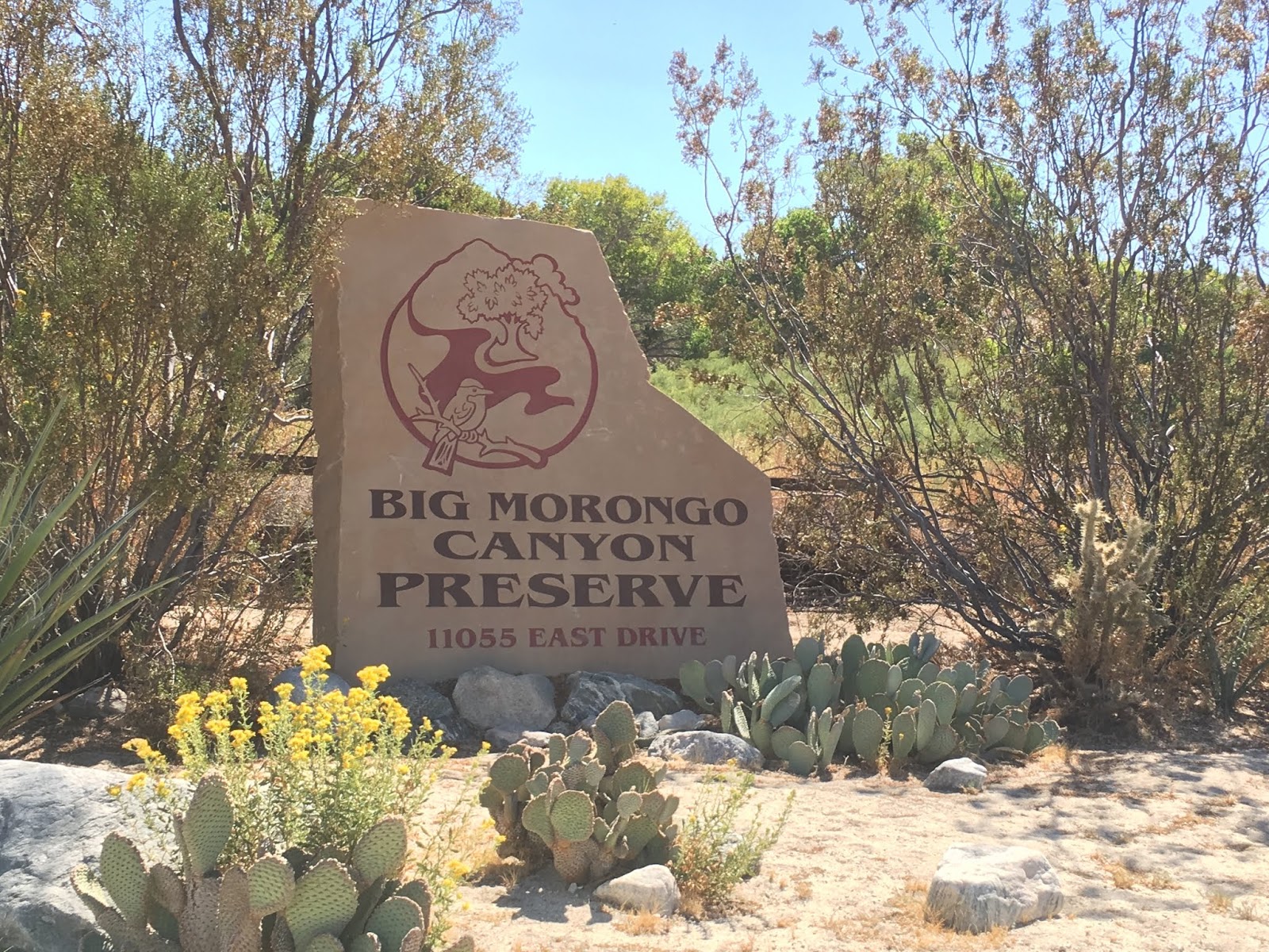 BIRDING THE CENTRAL COAST: Birding Big Morongo Canyon Preserve
