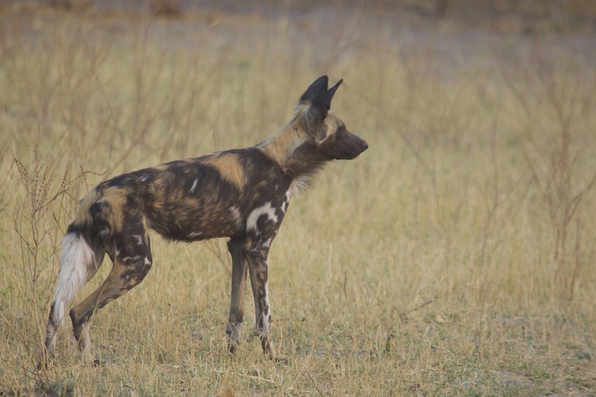 TVL: ANIMAL DA SEMANA - Mabeco