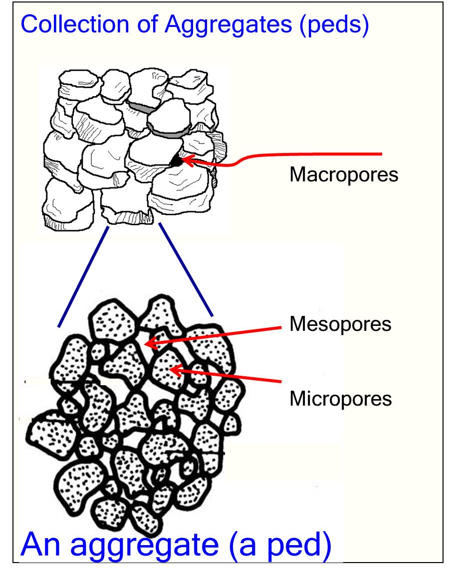 CO-Horts: Soil Microbes: Your Silent Partner in the Garden